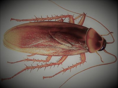 Pest Control Service Provider Near You in Calicut – GingerBays